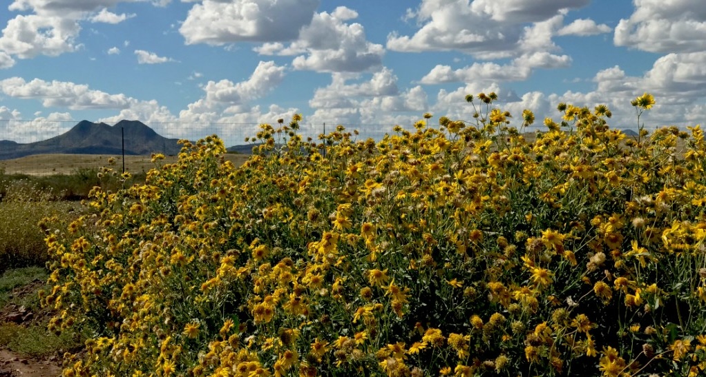 West Texas Native Seed Project | Caesar Kleberg Wildlife Research Institute